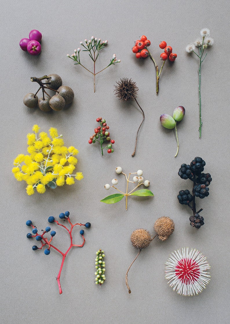 Stampa di bacche di Hakea: Ballsy Garden Flowers Art (A4, A3, A2 ...