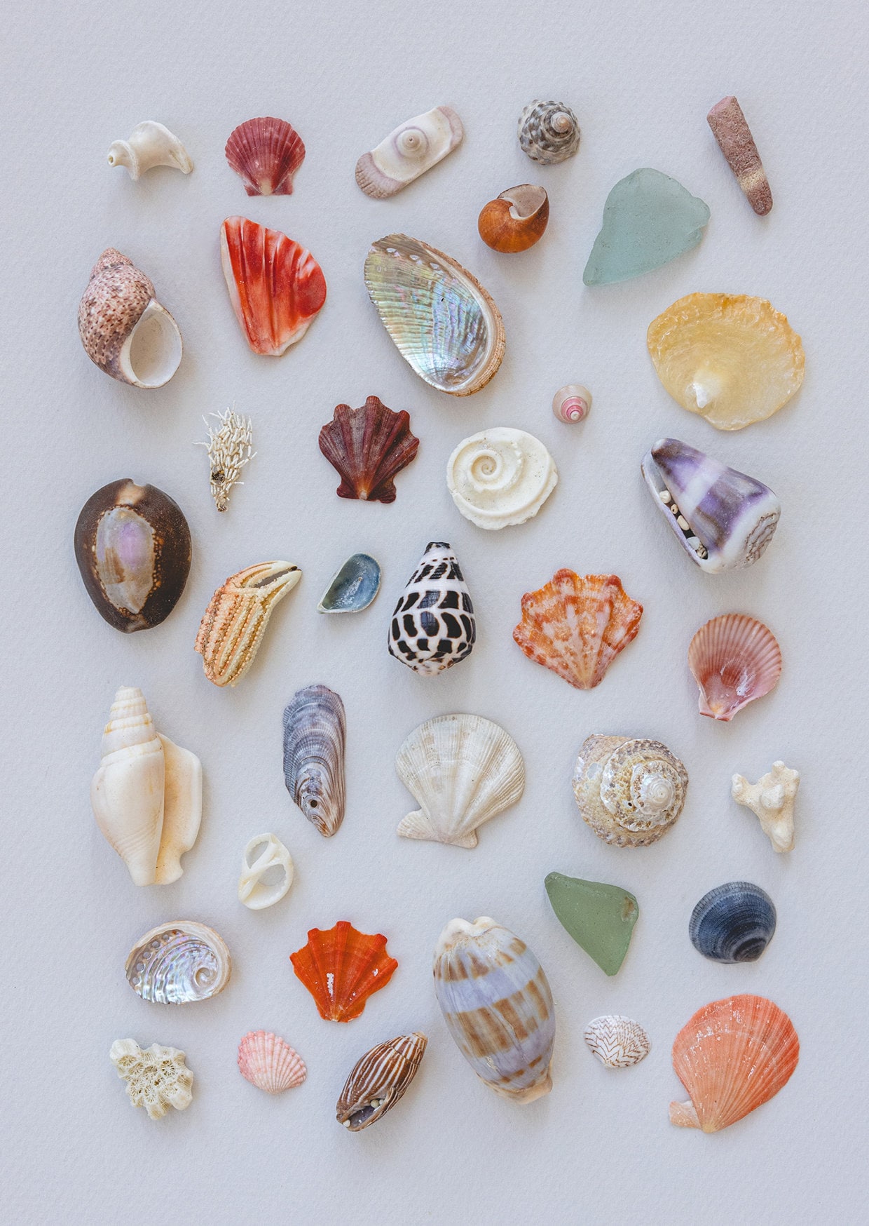 She Collects Sea Shells - A Shell Greeting Card. Seashells, Seashell ...