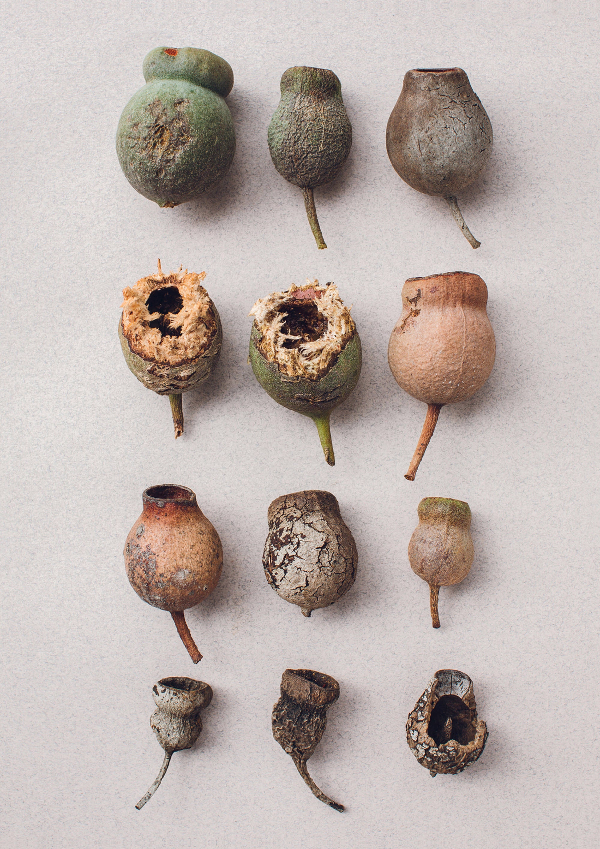 Honky Nuts Greeting Card A Collection of an Eucalyptus Tree's Seedpods ...