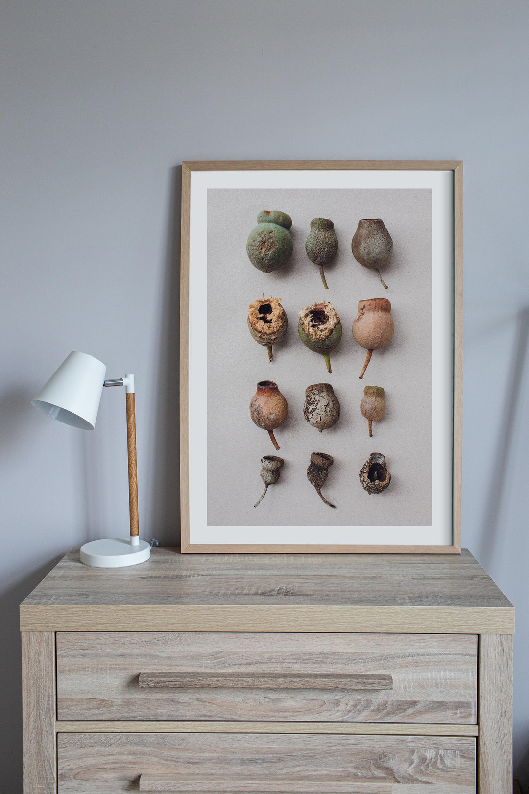 Honky Nuts Print — A Collection of an Eucalyptus Tree's Seedpods - Etsy