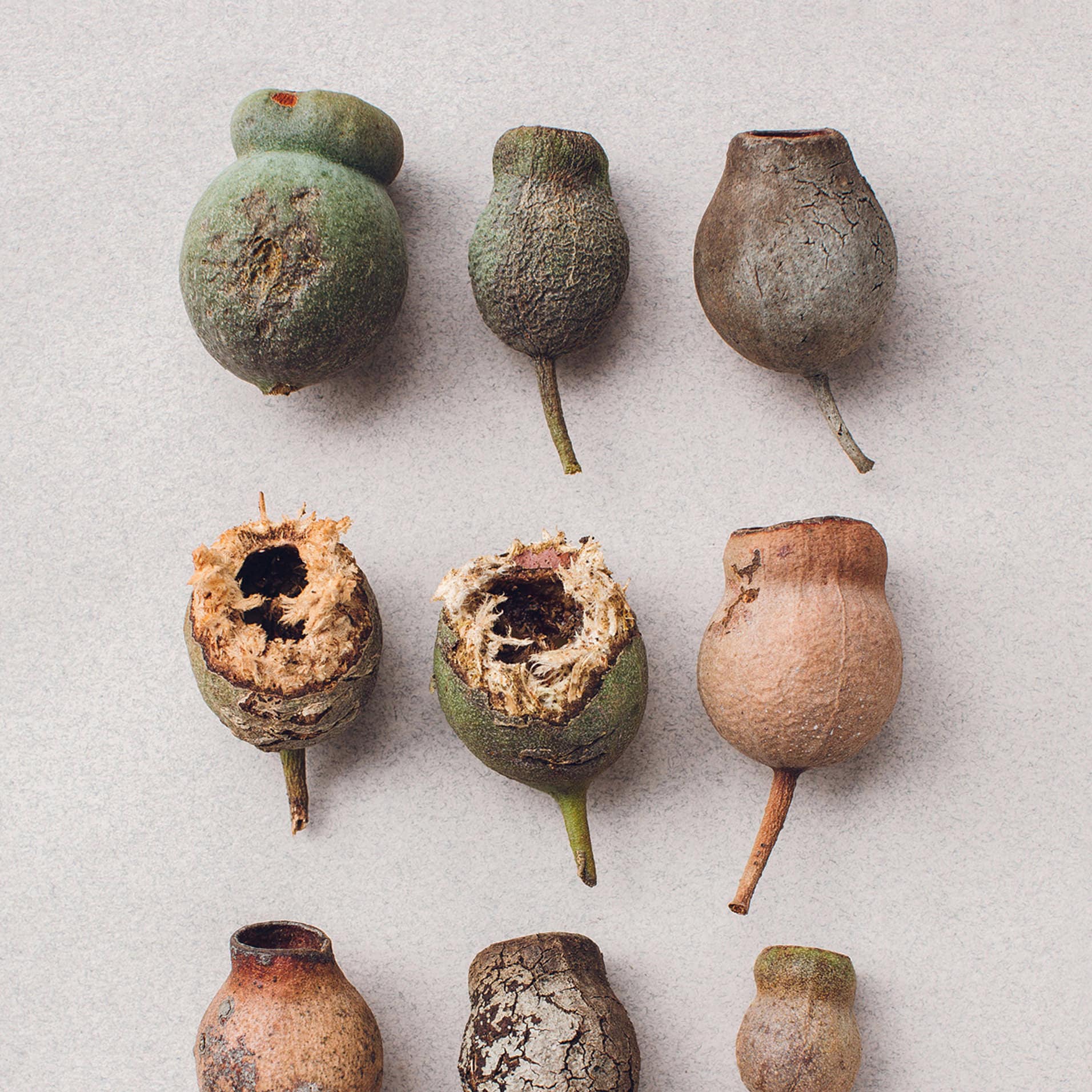 Honky Nuts Print A Collection of an Eucalyptus Tree's - Etsy