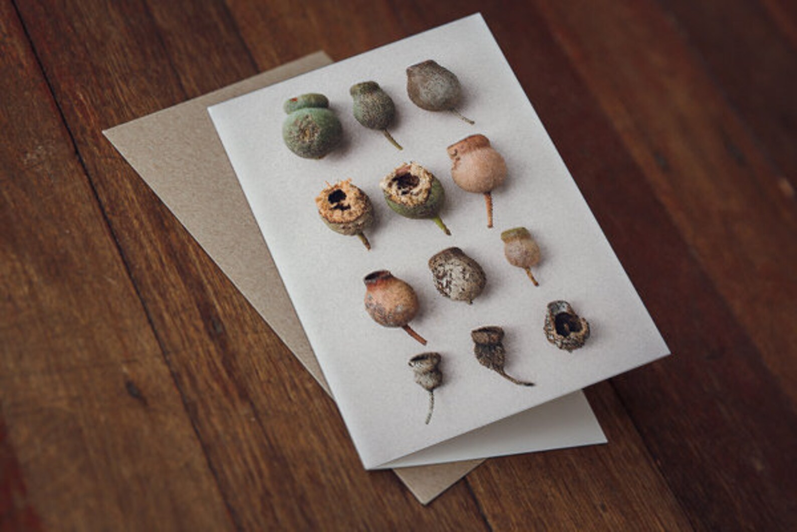 Honky Nuts Greeting Card — A Collection of an Eucalyptus Tree's ...