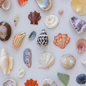 She Collects Sea Shells - A Shell Greeting Card. Seashells, Seashell ...