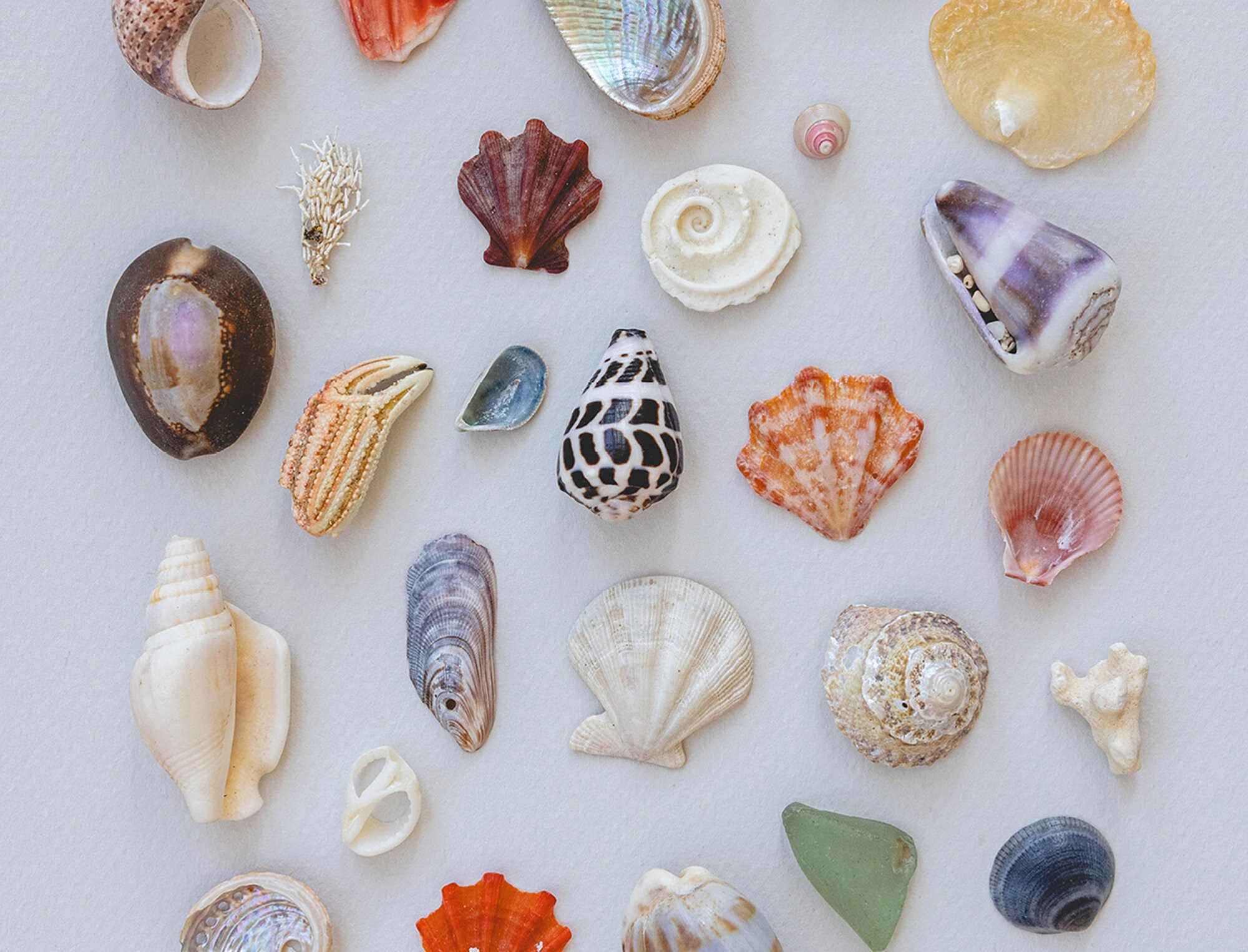 She Collects Sea Shells - A Shell Greeting Card. Seashells, Seashell ...