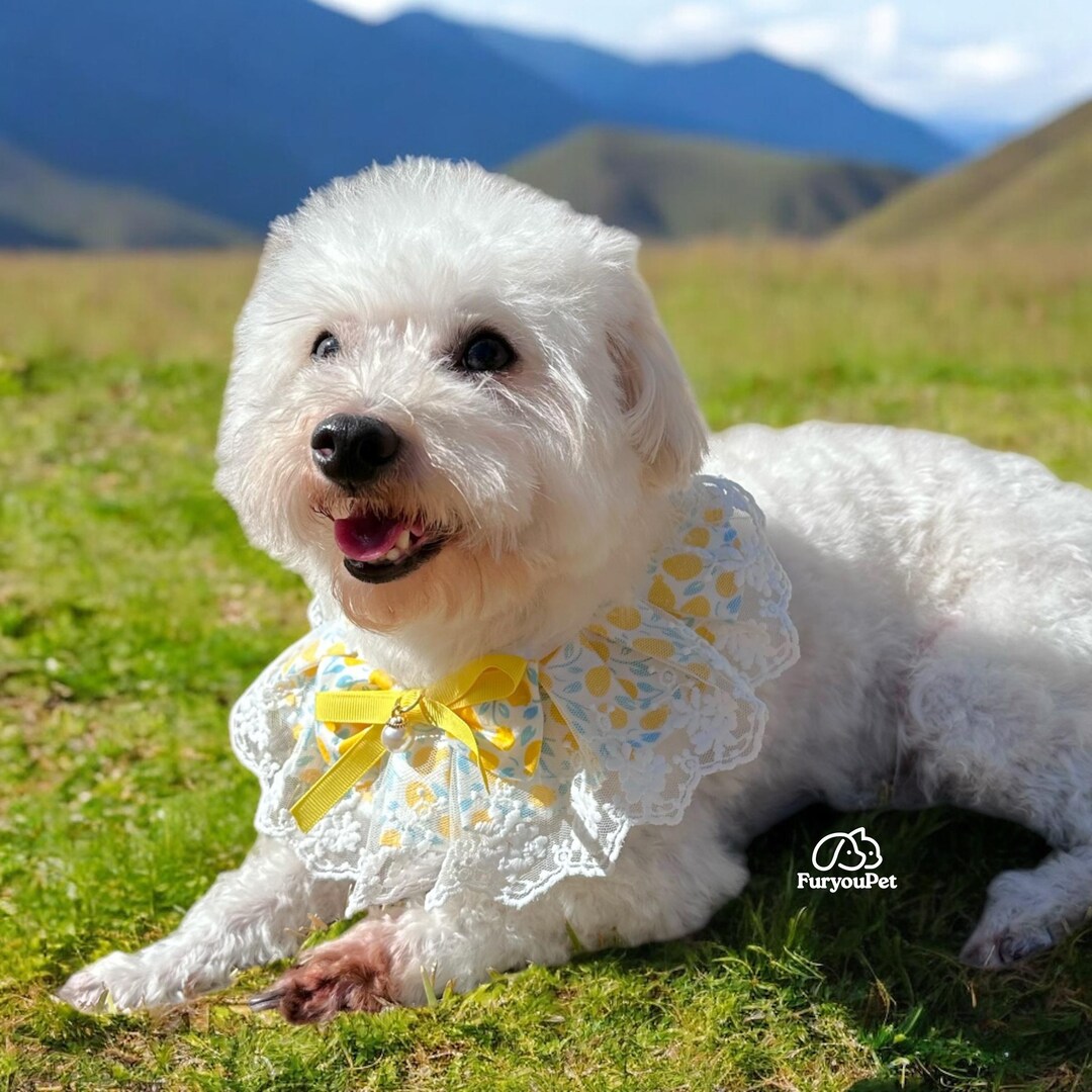 Personalized Lace Collars W/ Floral Fruit Pearl Charm for Cat and Dog ...