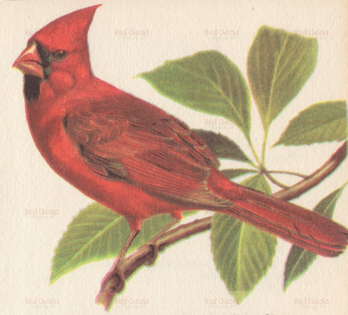 Vintage Red Cardinal Clip Art: Whimsical Bird Illustrations (digital ...