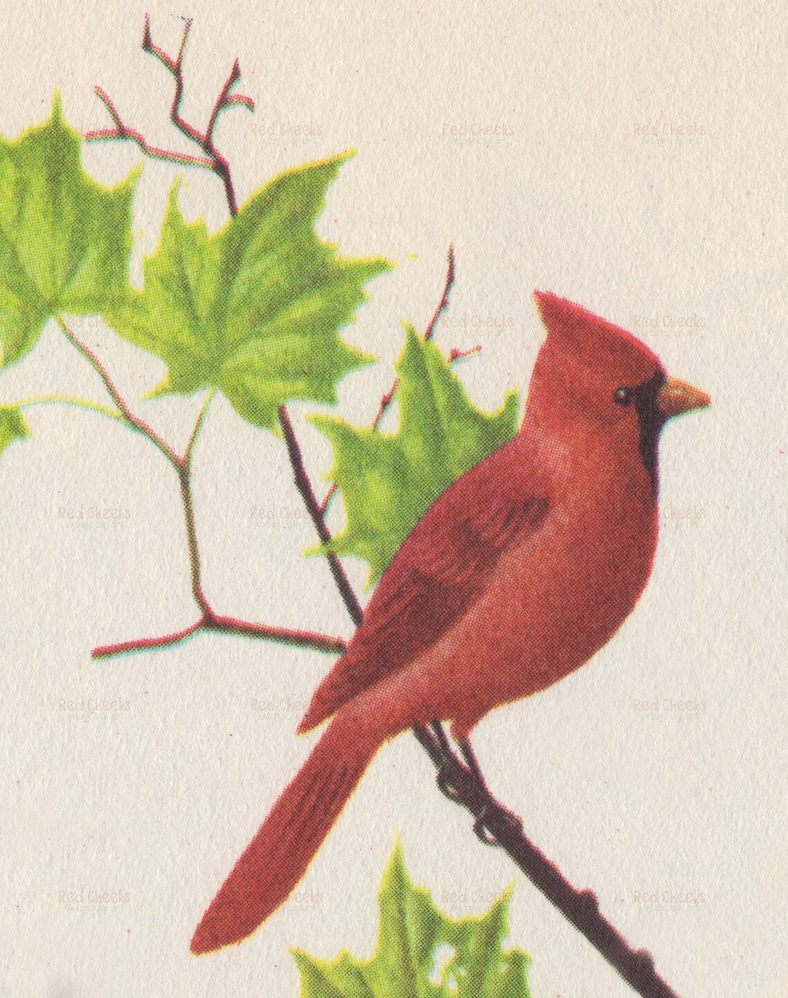 Vintage Red Cardinal Clip Art: Whimsical Bird Illustrations (digital ...