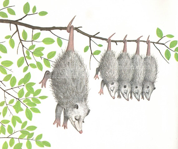 Baby Opossums Hanging