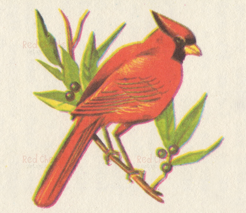 Vintage Red Cardinal Clip Art: Whimsical Bird Illustrations (digital ...