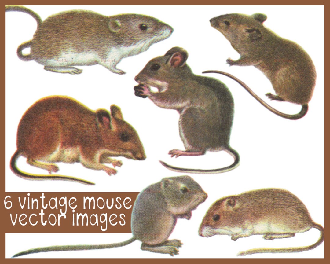 Vintage Mouse Vector Images: 6 Rodent Clip Art (digital Download) - Etsy