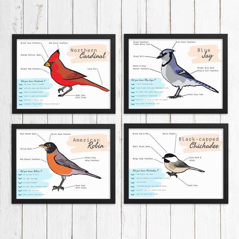 North American Birds Fun Facts Printable Wall Art Set of 4 - Etsy