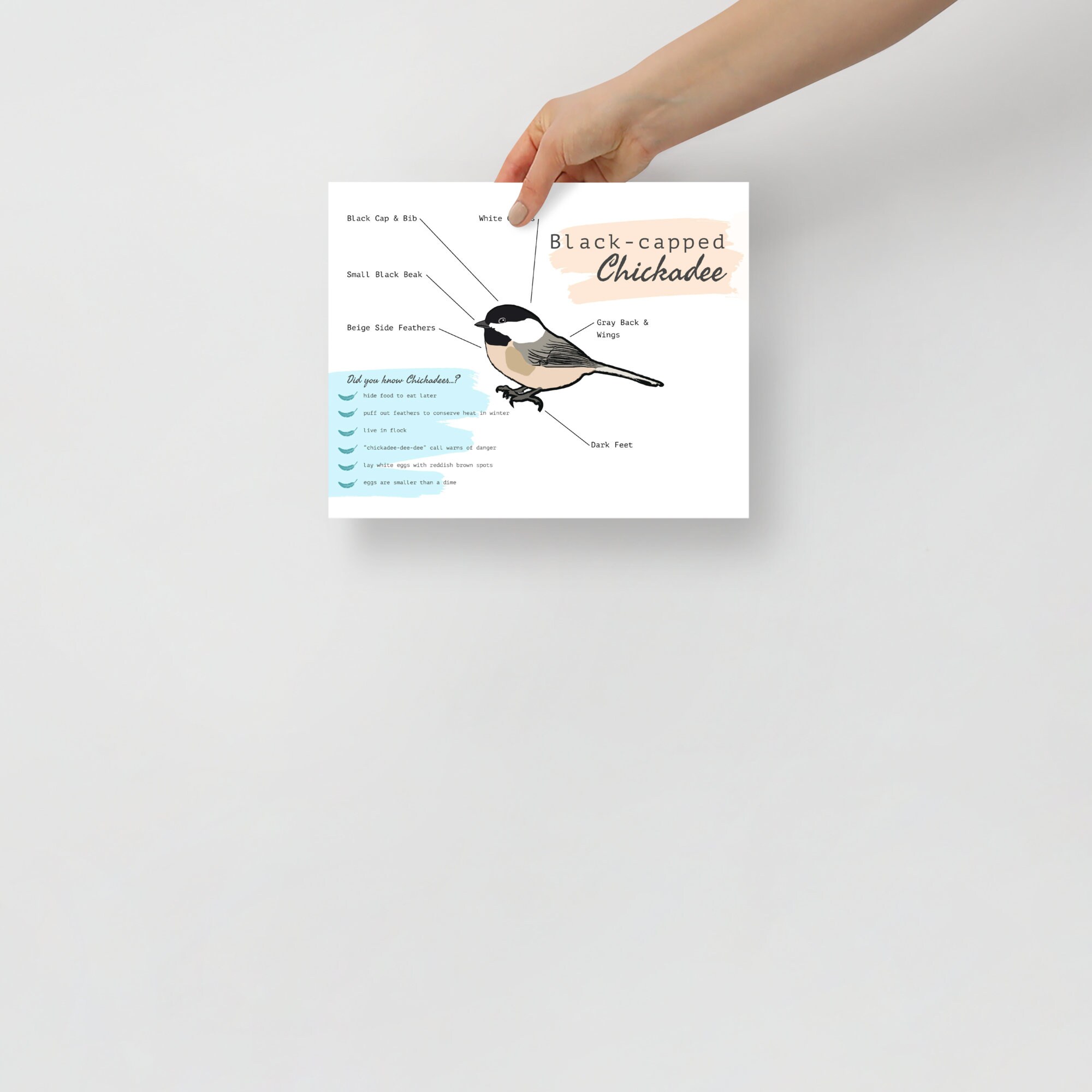 Black-capped Chickadee Fun Facts North American Backyard Birds ...