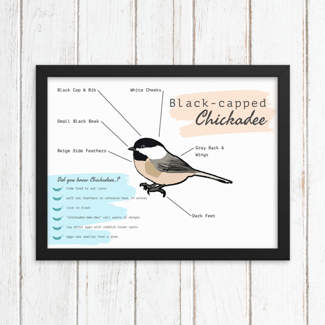 Black-capped Chickadee Fun Facts North American Backyard Birds ...