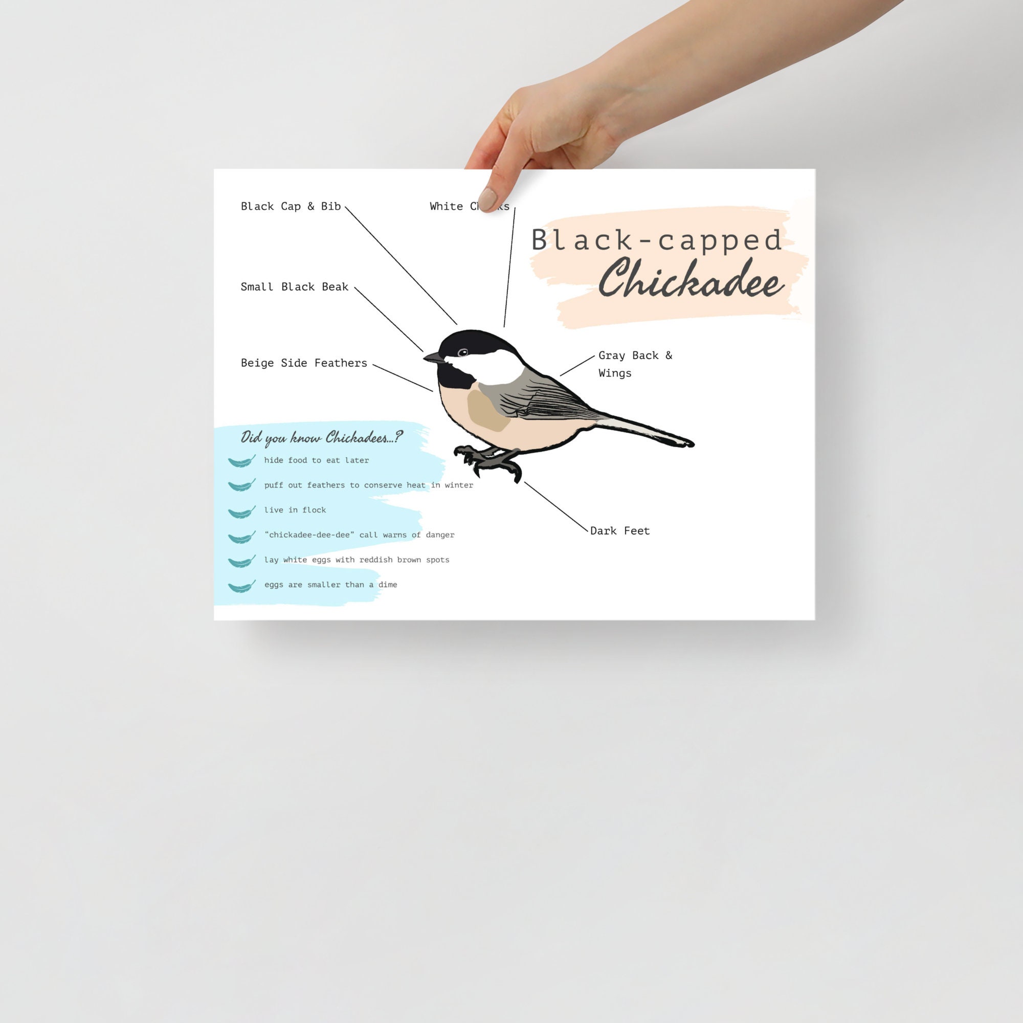 North American Birds Fun Facts Printable Wall Art Set of 4 - Etsy