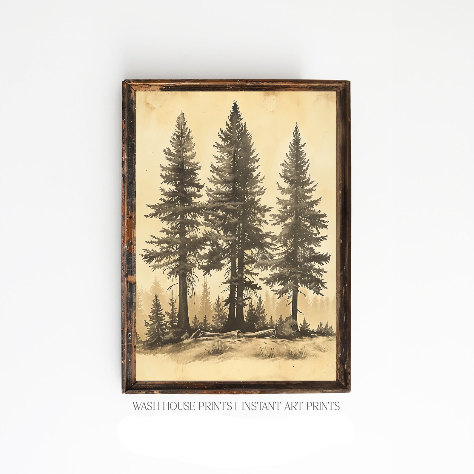 Redwood Tree Print Vintage Redwood Tree Illustration Giant Redwood ...