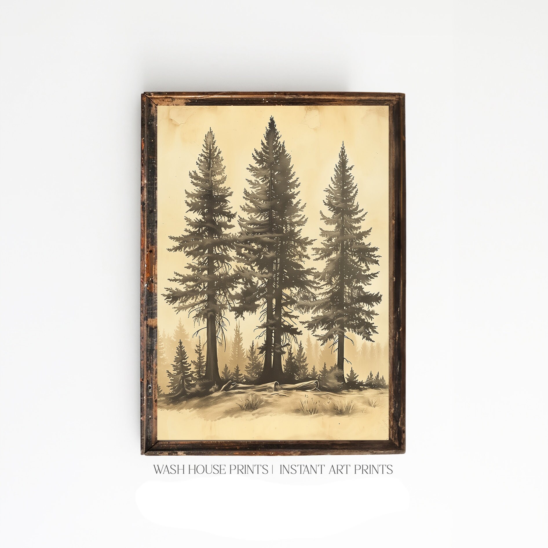 Redwood Tree Print Vintage Redwood Tree Illustration Giant Redwood ...
