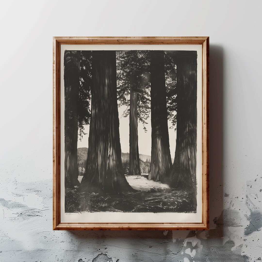 Vintage Giant Redwood Trees Illustration California Botanical ...