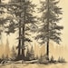 Redwood Tree Print Vintage Redwood Tree Illustration Giant Redwood ...