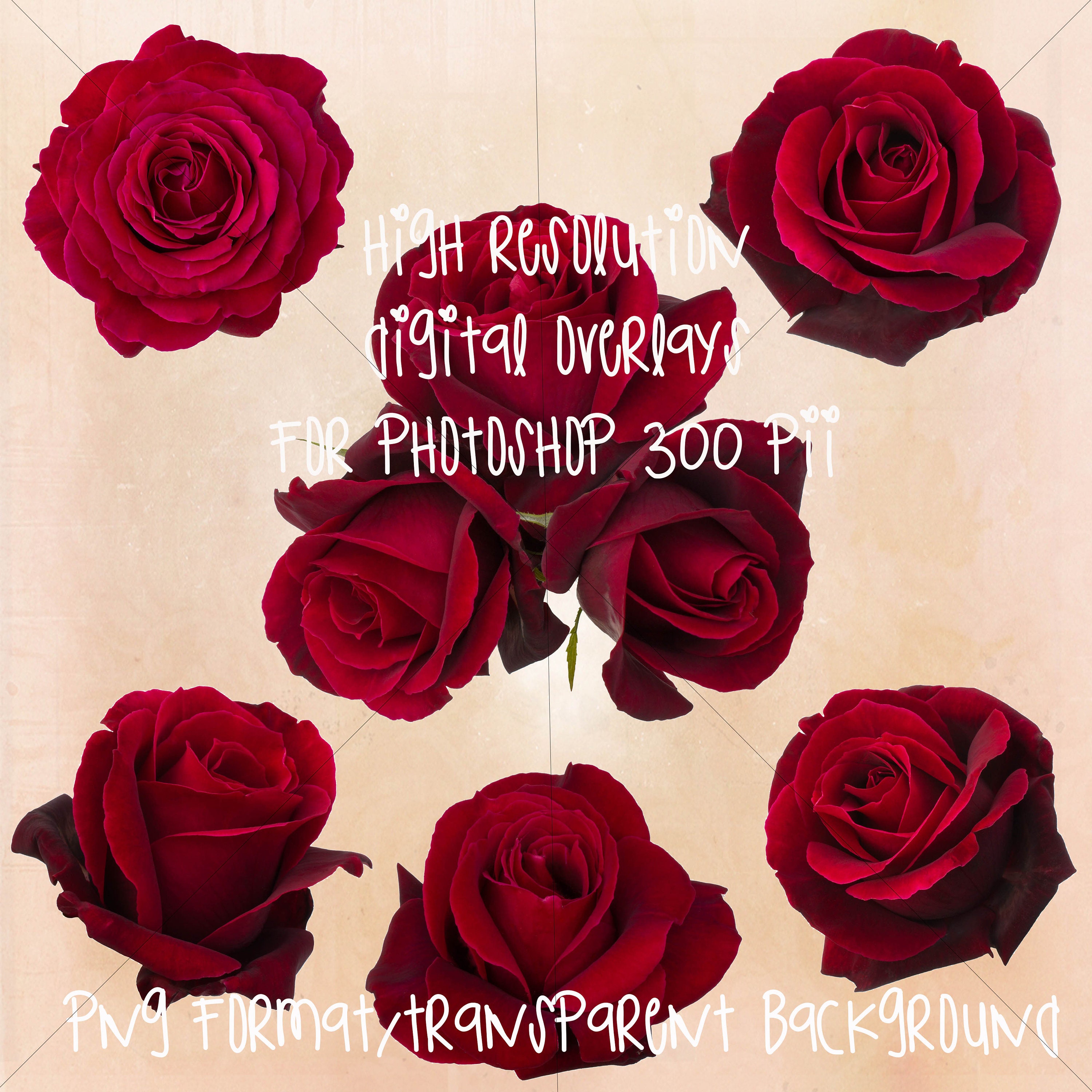 PHOTOSHOP DIGITAL OVERLAYS red rose flower overlays for | Etsy