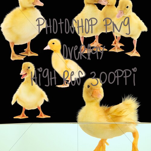 MIT Flame Digital Overlay | Etsy