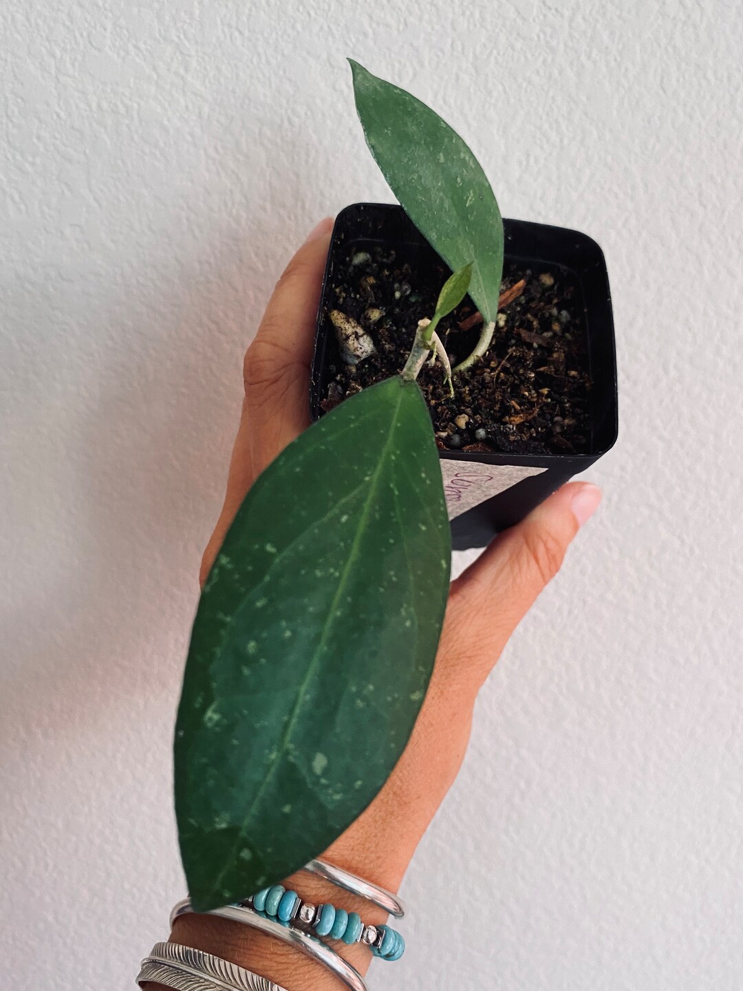 Rare // Hoya sunshine MB 1594 Mindorensis X MB 1228 - Etsy