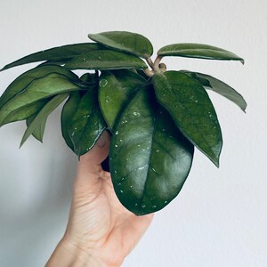 Rare // Hoya Fungi X Carnosa Hybrid, SMS 2011-9 - Etsy