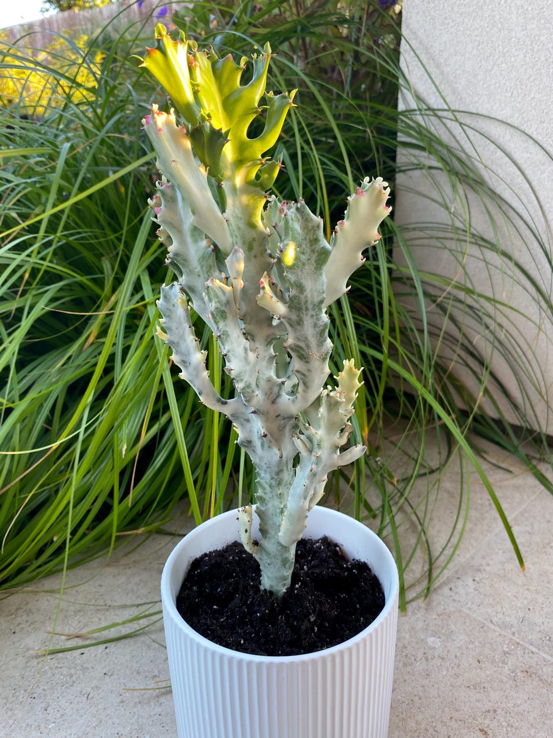 Euphorbia Lactea Variegata ‘ghost Cactus’ HUGE - Etsy
