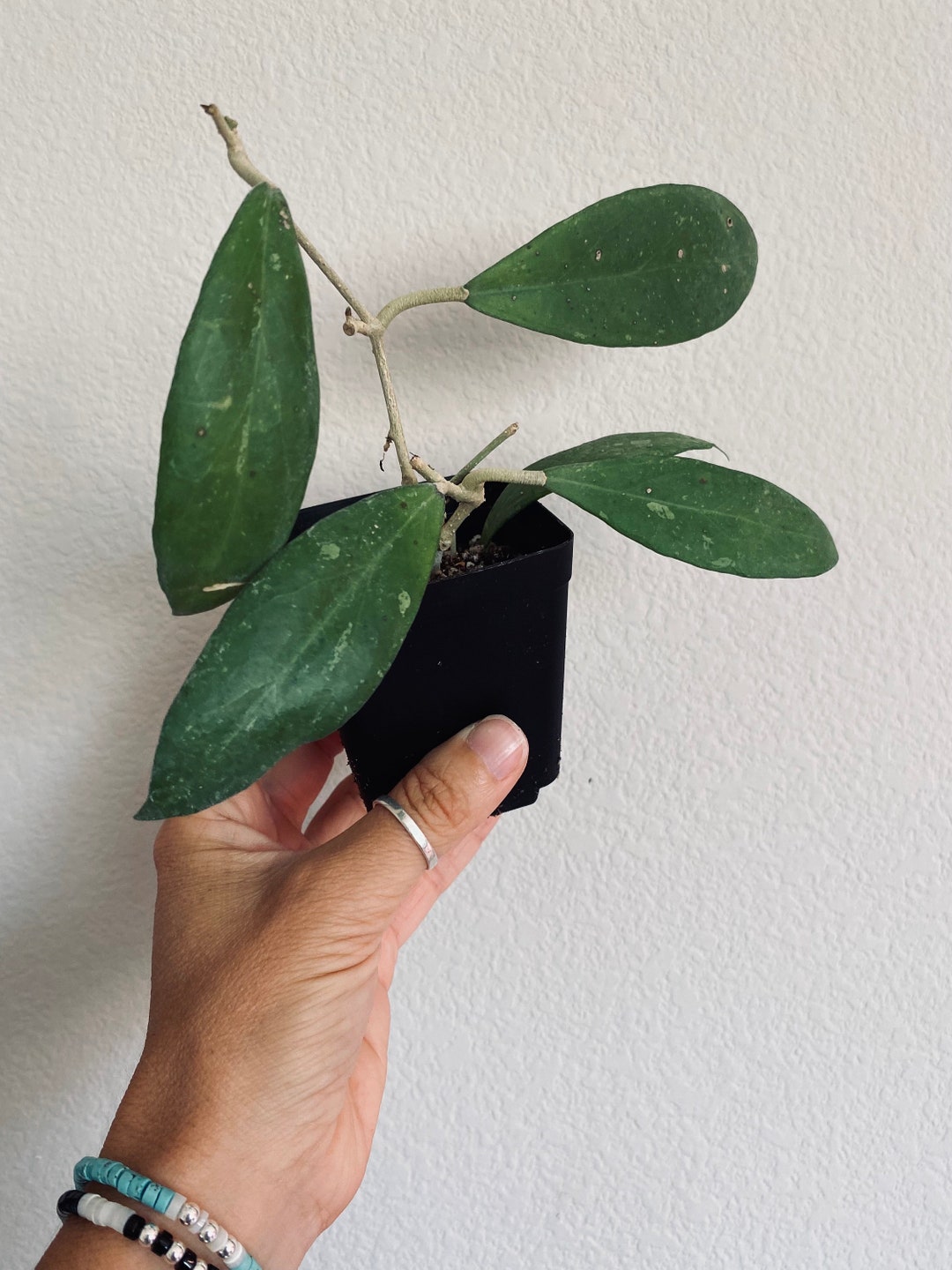 Rare // Hoya sunshine MB 1594 Mindorensis X MB 1228 - Etsy