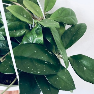 RARE Hoya Fungi X Carnosa Hybrid SMS 2011-9 - Etsy