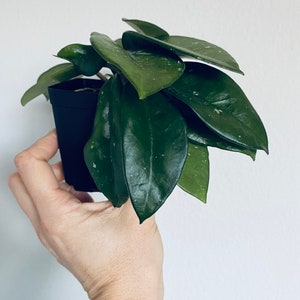 Rare // Hoya Fungi X Carnosa Hybrid, SMS 2011-9 - Etsy