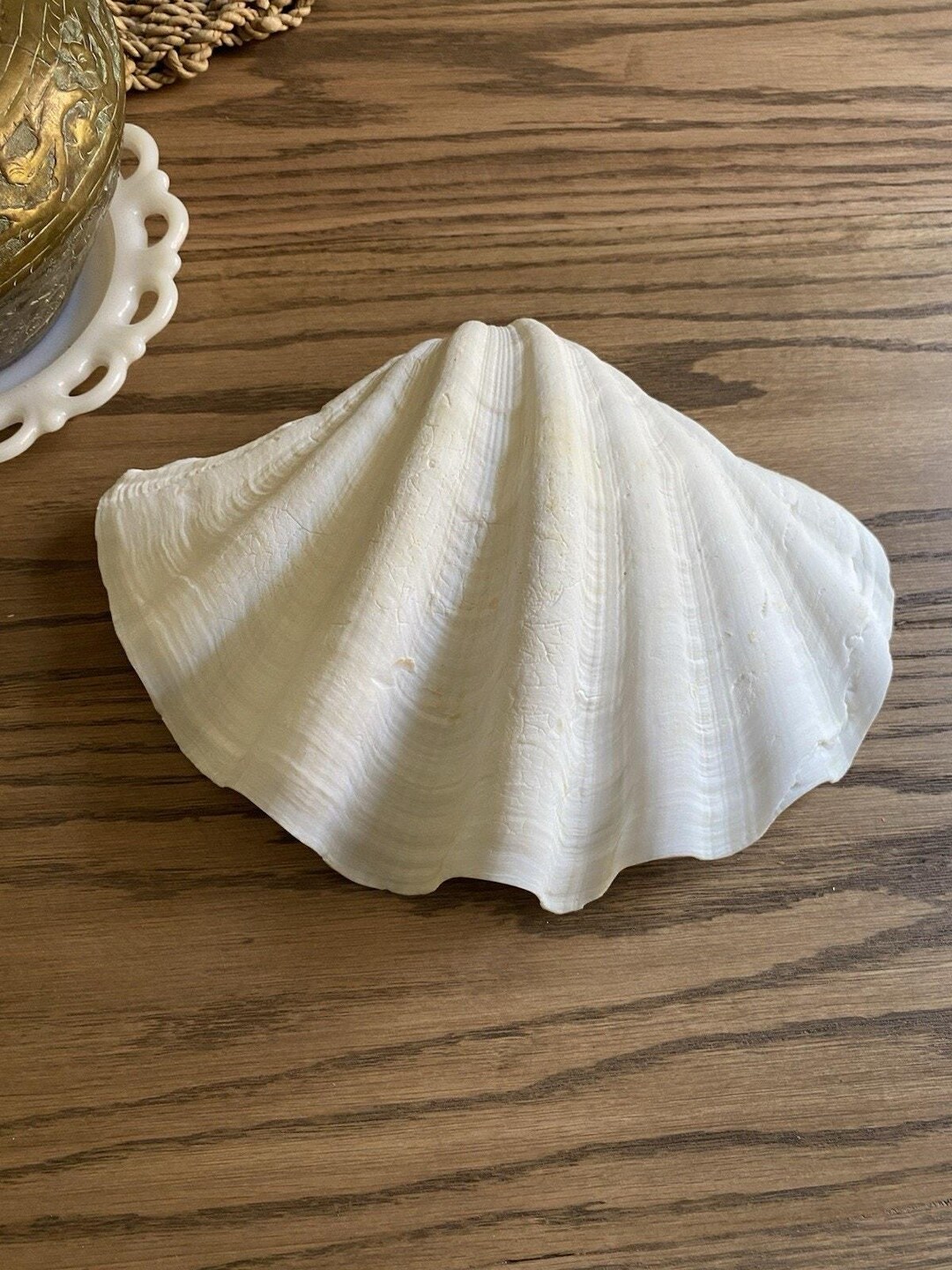 Vintage Giant Tridacna Gigas Clam Shell - 12" Genuine Seashell - Etsy