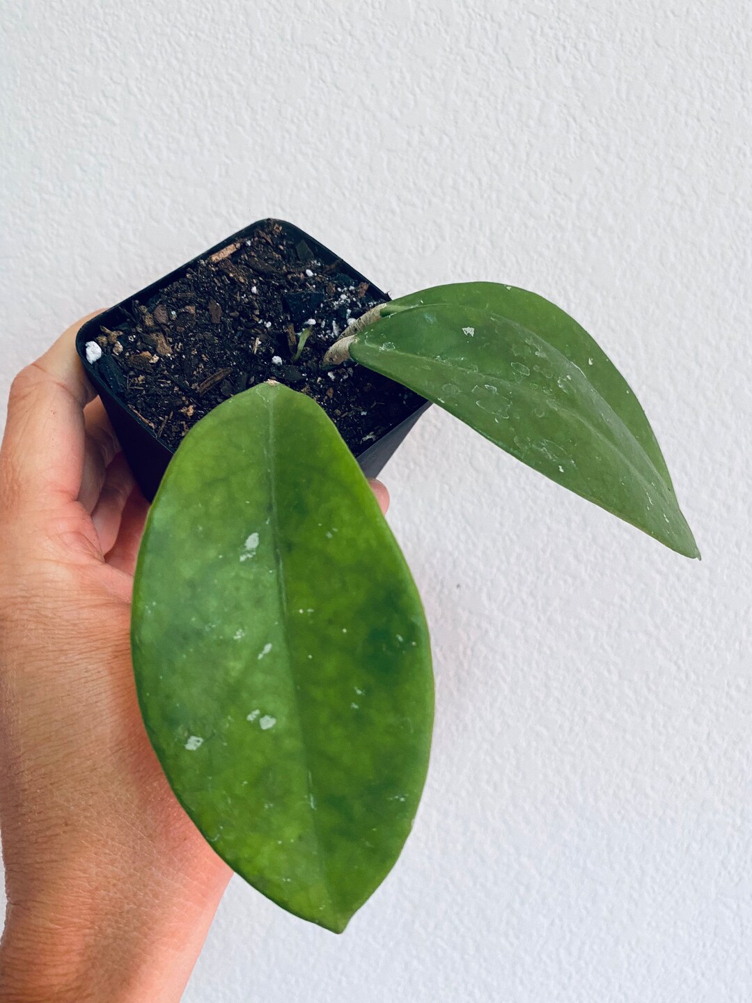 RARE Hoya Fungi X Carnosa Hybrid SMS 2011-9 - Etsy