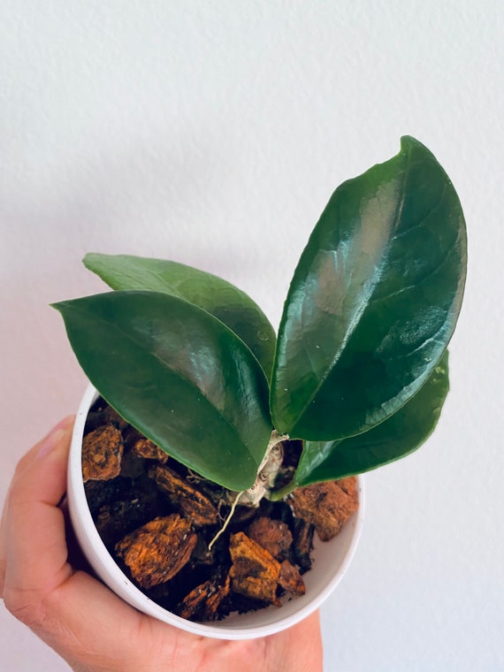 RARE Hoya Timor Leste - Etsy