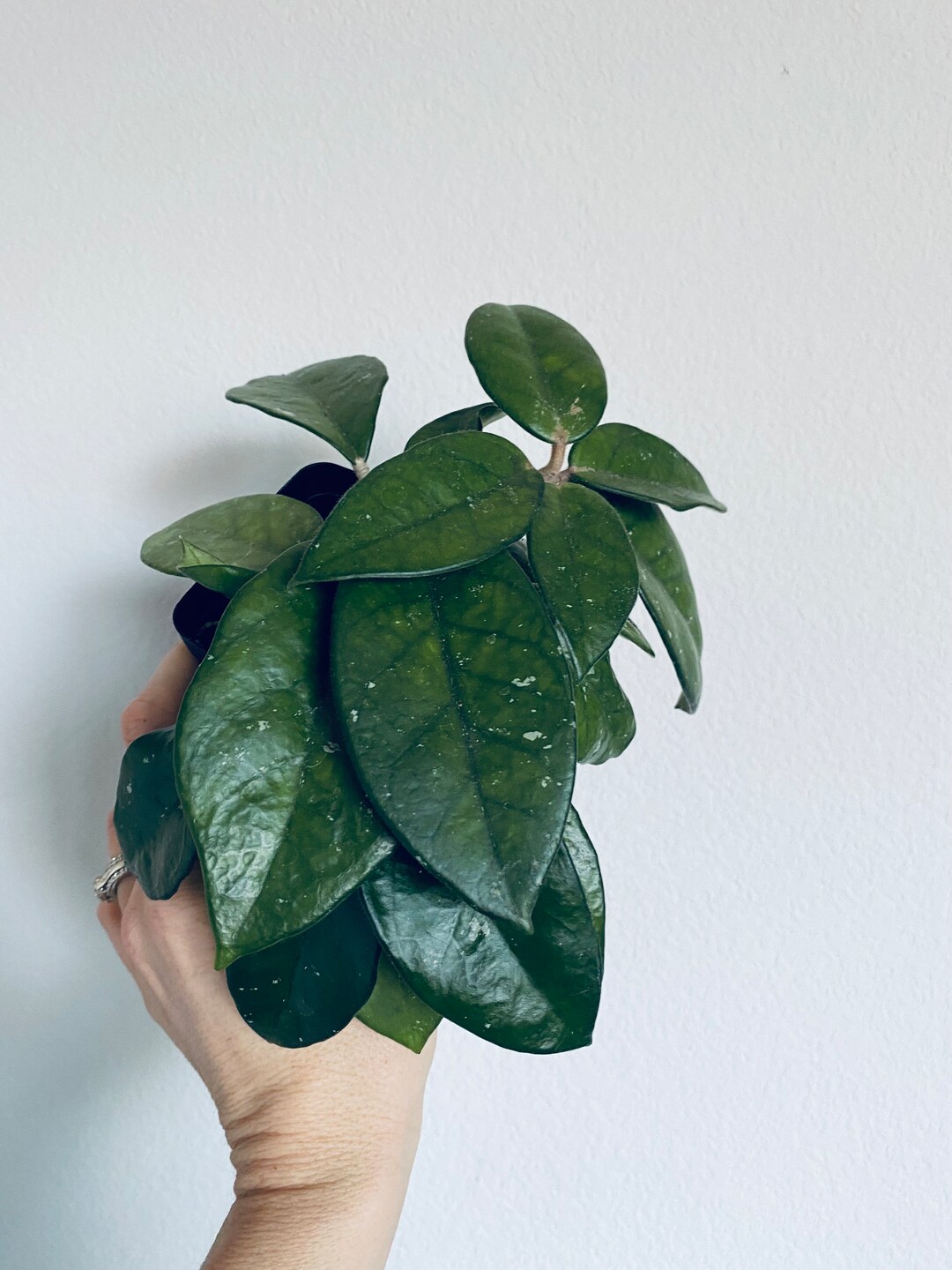 Rare // Hoya Fungi X Carnosa Hybrid, SMS 2011-9 - Etsy