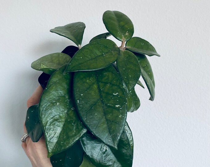 Rare // Hoya Fungi X Carnosa Hybrid, SMS 2011-9 - Etsy