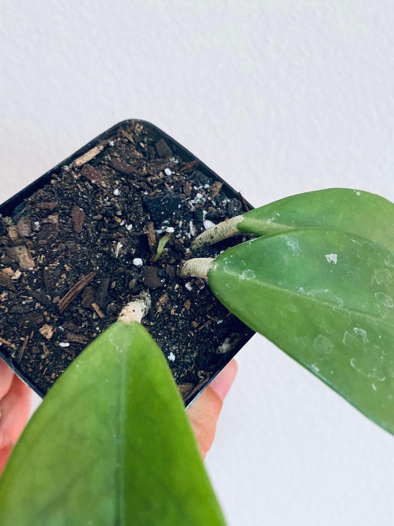 RARE Hoya Fungi X Carnosa Hybrid SMS 2011-9 - Etsy