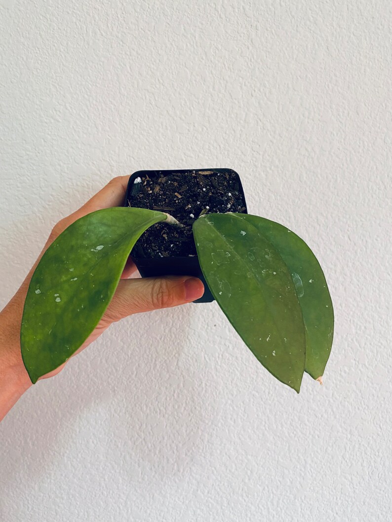 RARE Hoya Fungi X Carnosa Hybrid SMS 2011-9 - Etsy