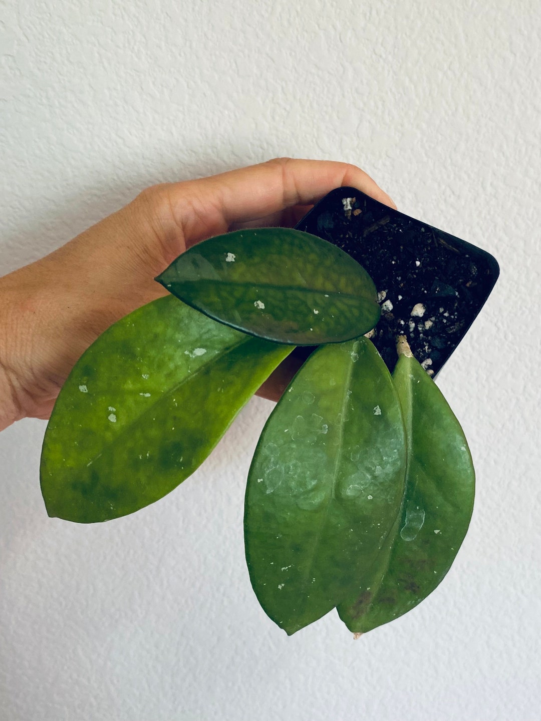 Hoya Fungi X Carnosa Hybrid SMS 2011-9 - Etsy