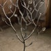 Forged Iron Forest Trees With Leaves Table Trestles, Modern Rustic ...