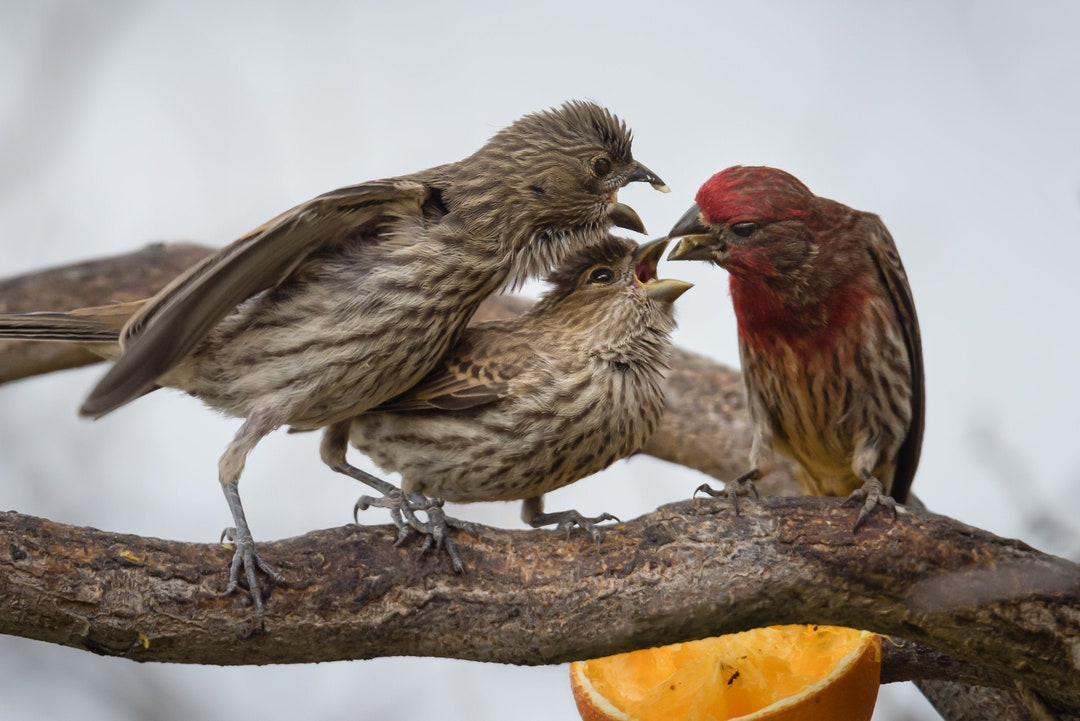 Bird Wall Art/house Finch Mom Feeding Babies/gift for Birder Friend or ...