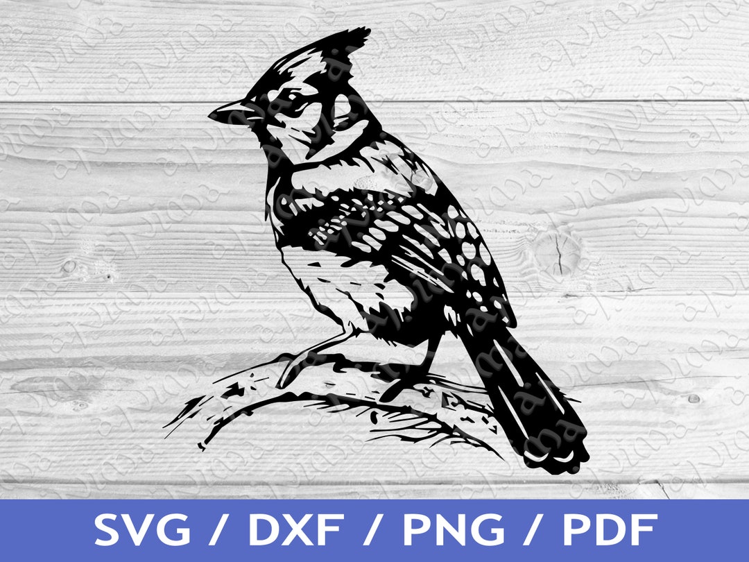 Blue Jay SVG Cut Out / Blue Jay T-shirt Design / Blue Jay Vector ...