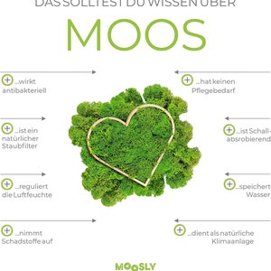 Moosly® Moosbild - I - Buchstabe aus konserviertes Islandmoos mit ...