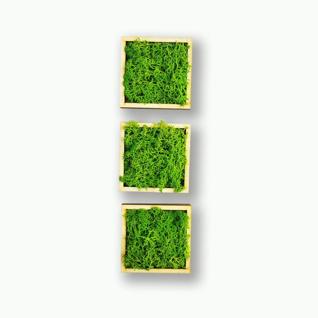 Moosly® Moss Signs - Small Squares - Self-adhesive Made in Germany Moss ...
