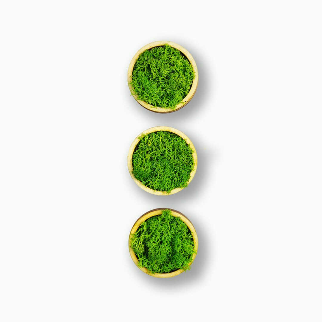Moosly® Moss Sign Three Circles Self-adhesive Moss Picture Wall Art ...