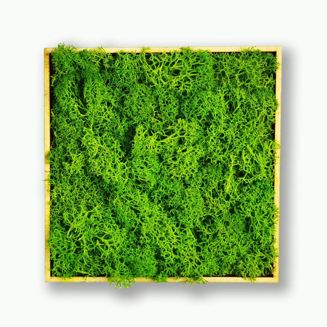 Moosly® Moss Picture Square Moss Art Wall Decoration Icelandic Moss ...