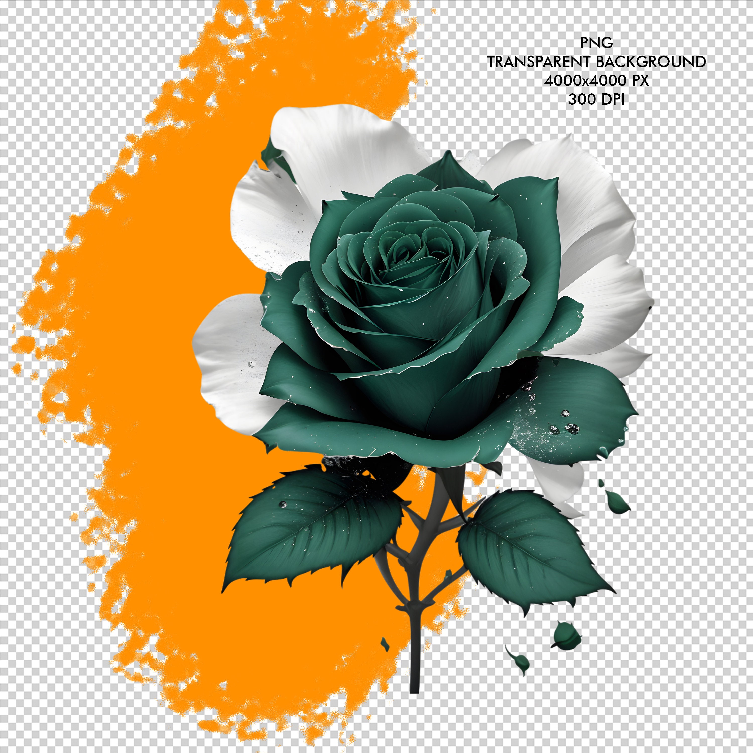 Enigmatic Roses Blooms, Watercolor Rose Clipart Set, Water Splash Art ...
