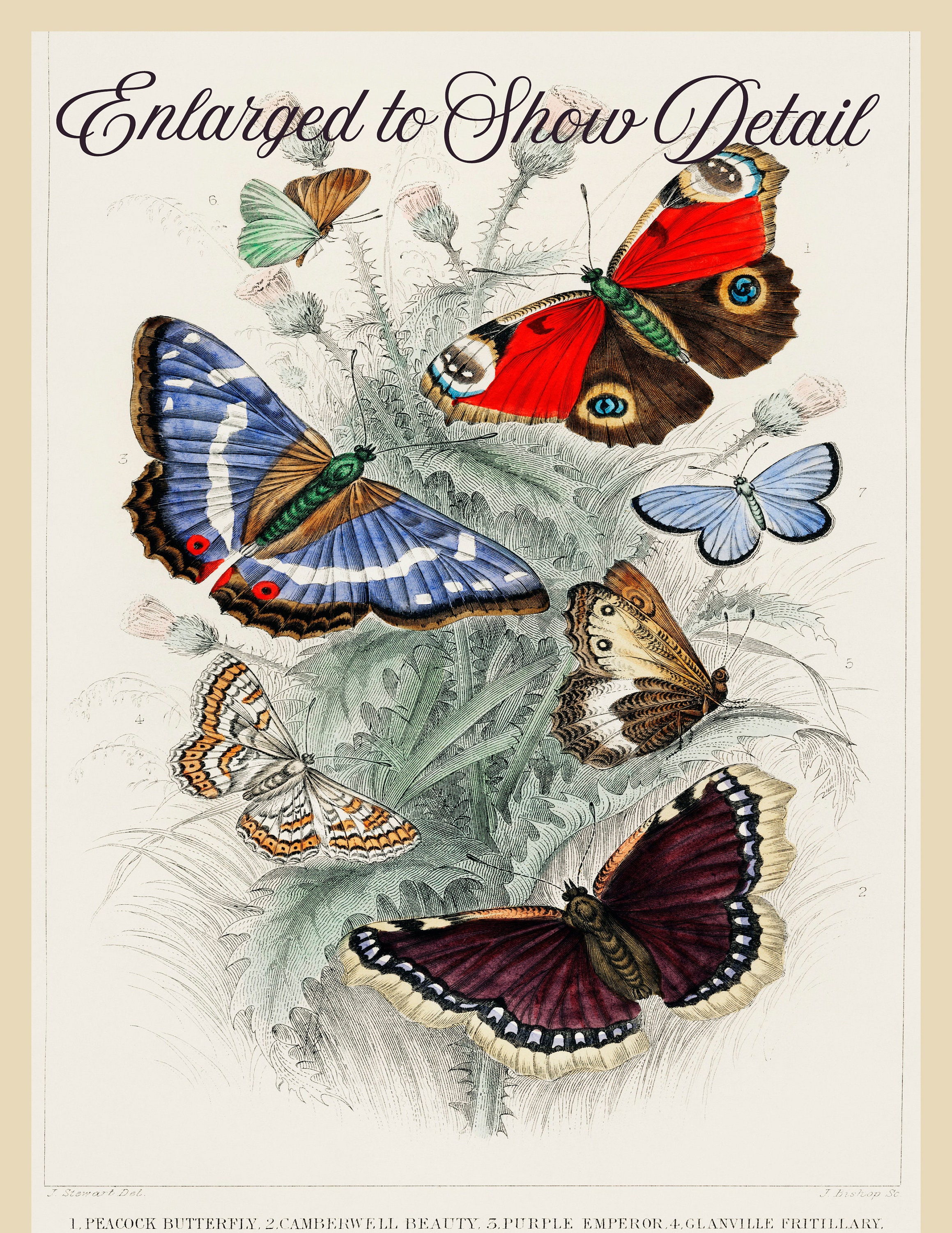 25 Printable Animal Sticker Images | Digital Collage Sheet | Instant ...