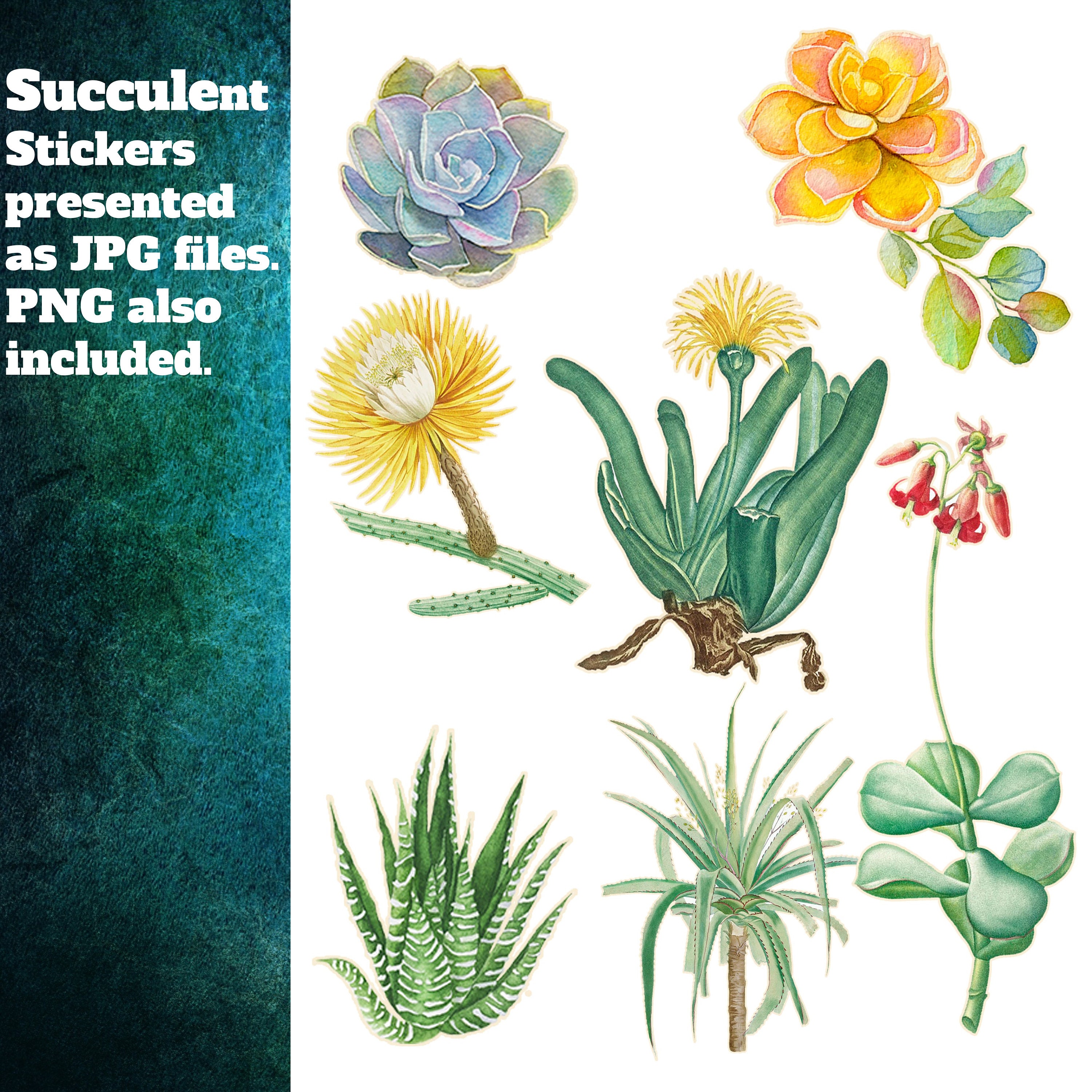23 Printable Succulent Images | Digital Collage Sheets | Instant ...