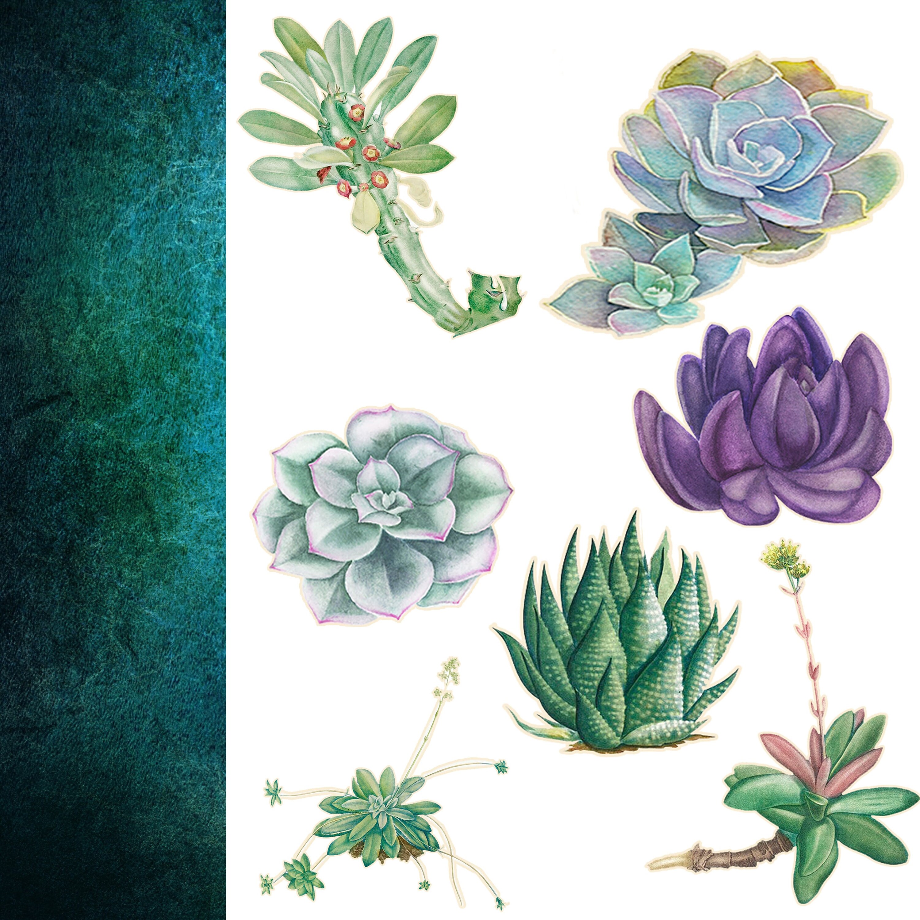 23 Printable Succulent Images | Digital Collage Sheets | Instant ...