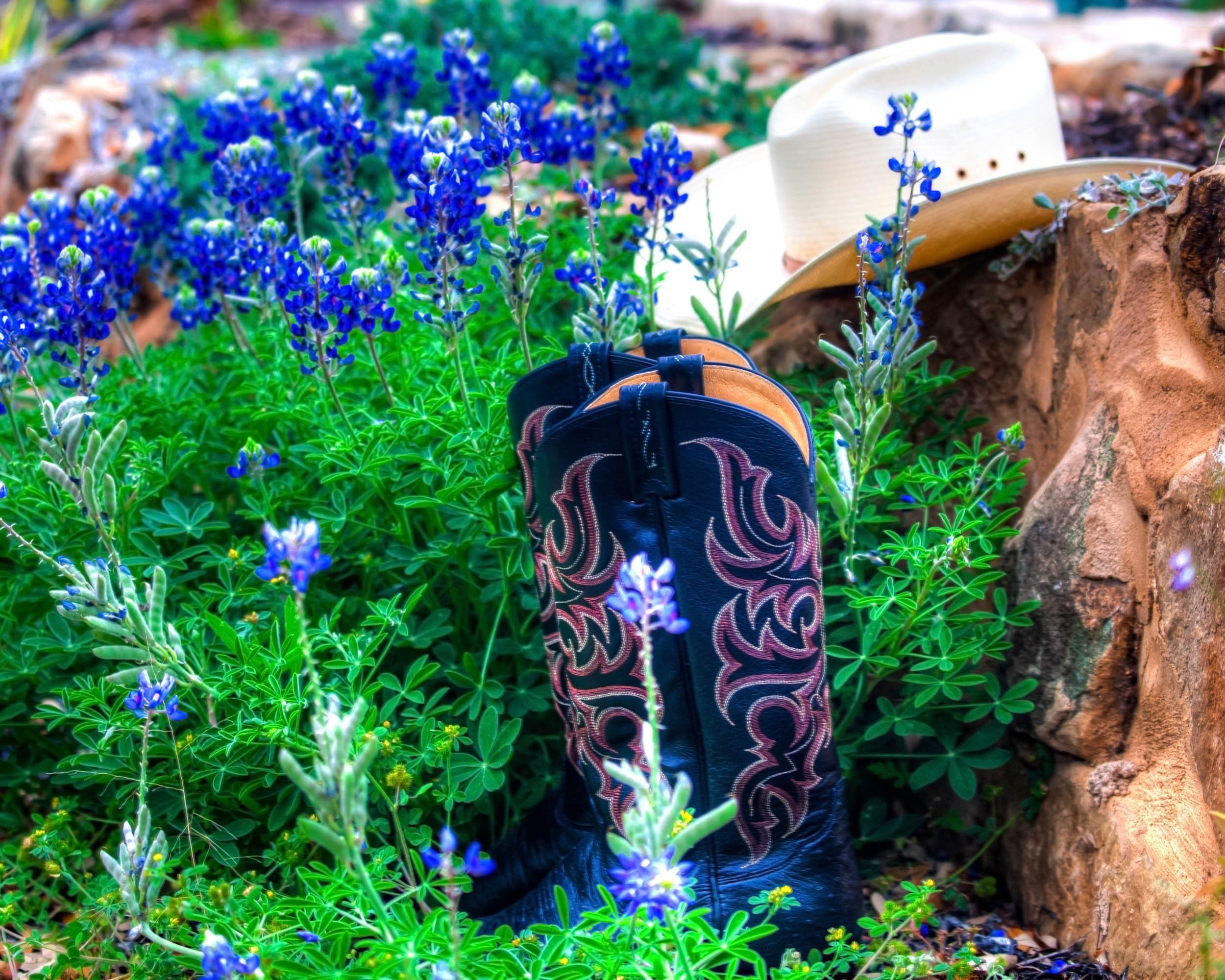 Photograph , Print, Texas Blue Bonnets With Cowboy Hat and Boots #329 ...